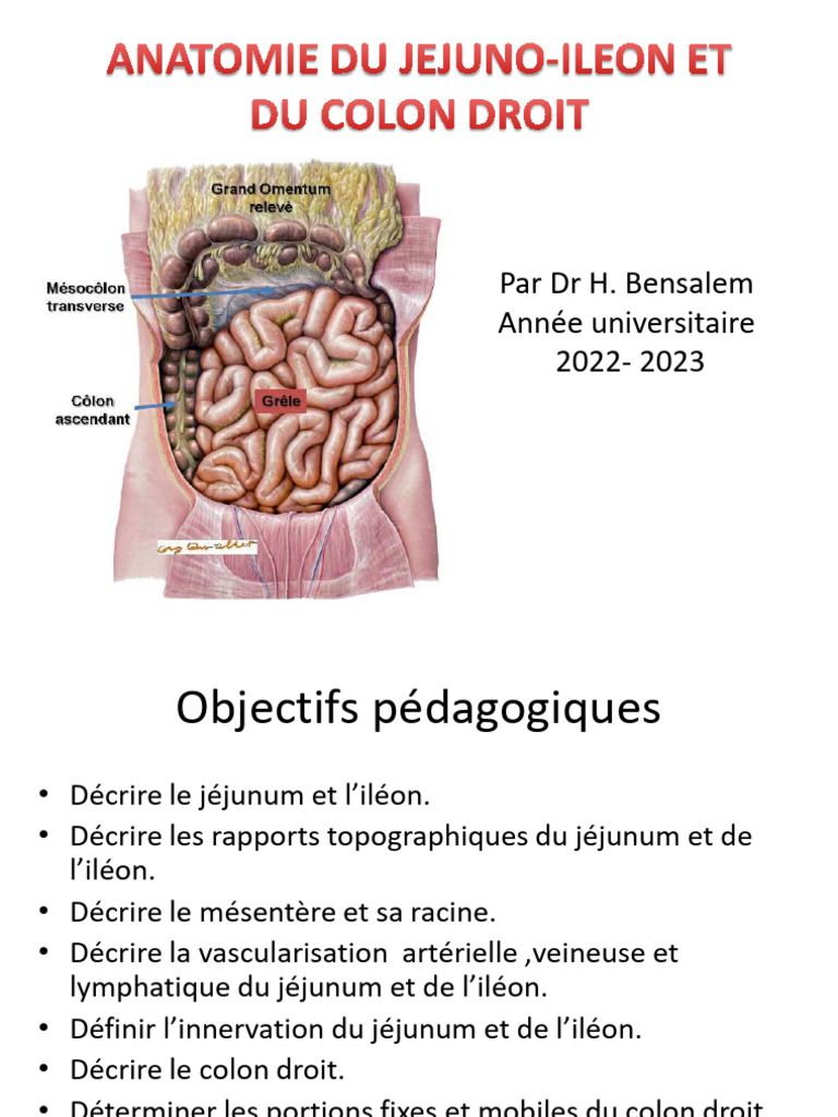 Anatomie et Vascularisation du Jéjuno-Iléon et Colon Droit | PDF ...