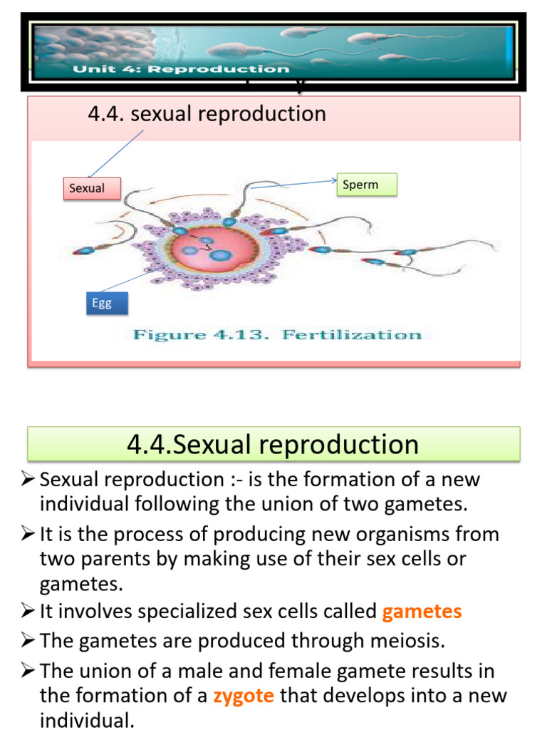 Unit4 Reproductive Structure | PDF | Menstrual Cycle | Luteinizing Hormone