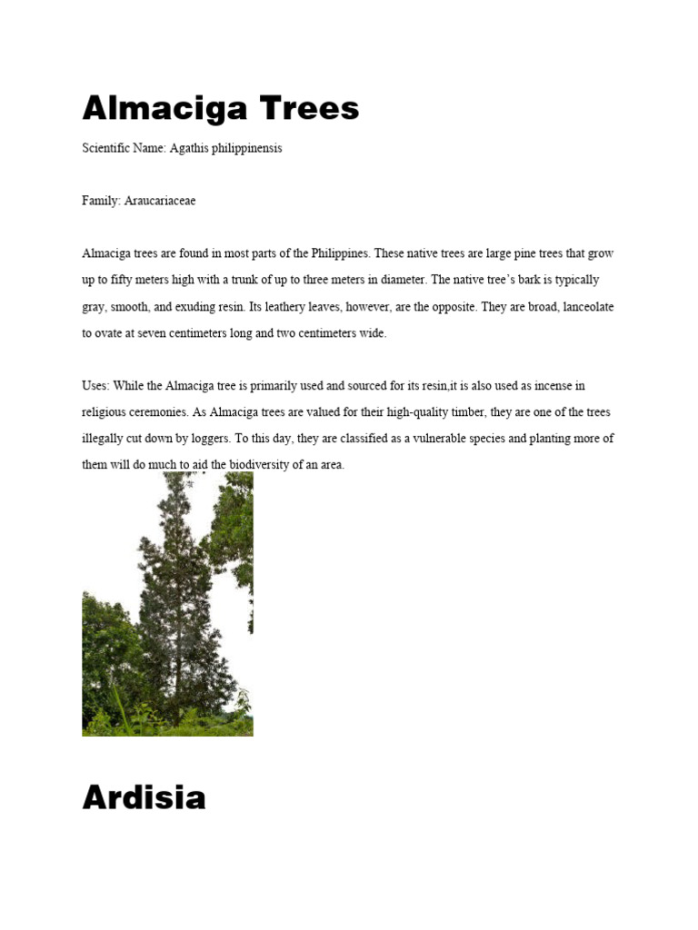 Almaciga Trees | PDF | Trees | Plants