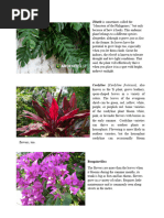 Calachuchi Tree | PDF