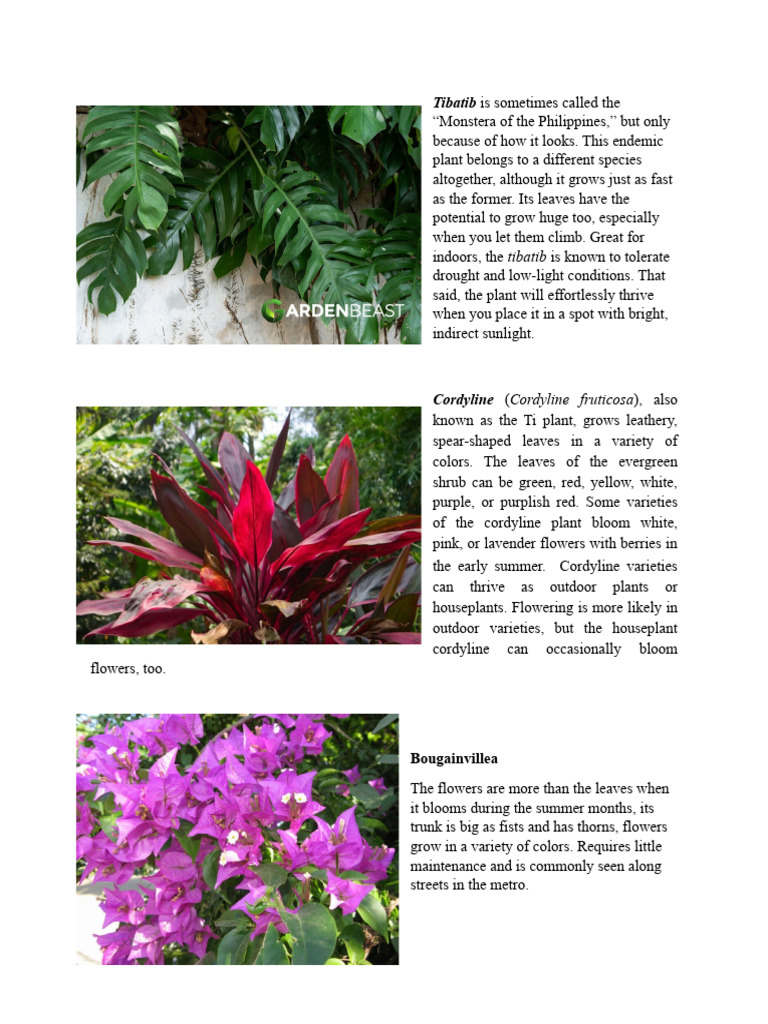 PLANTRESEARCH | PDF | Trees | Pine