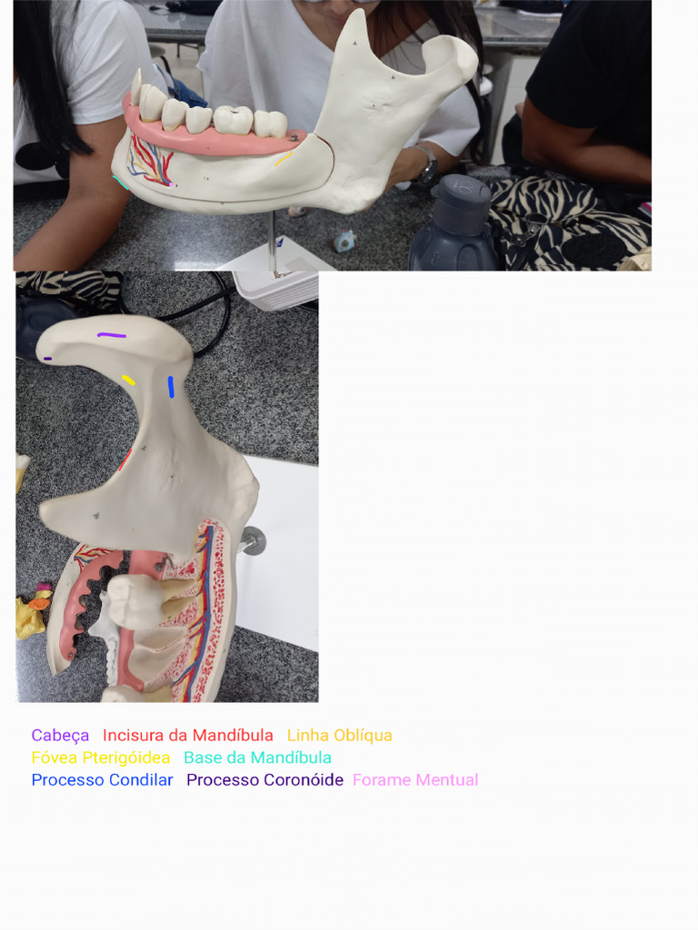 Anatomia - L - 231205 - 122337 | PDF