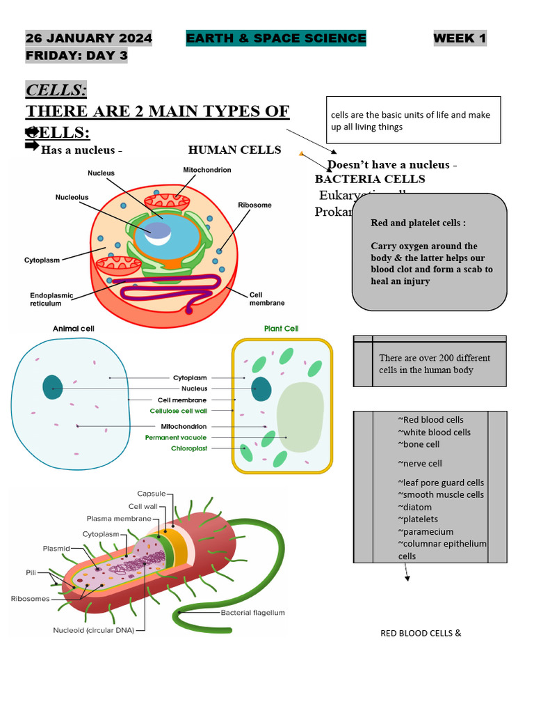 Science Ged | PDF | Cell (Biology) | Epithelium
