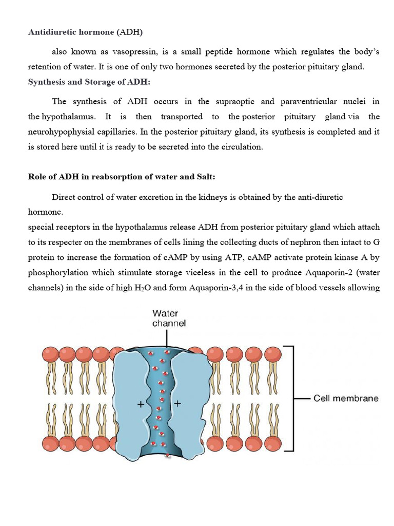 10 Antidiuretic Hormone (ADH) | PDF | Angiotensin | Adrenal Gland