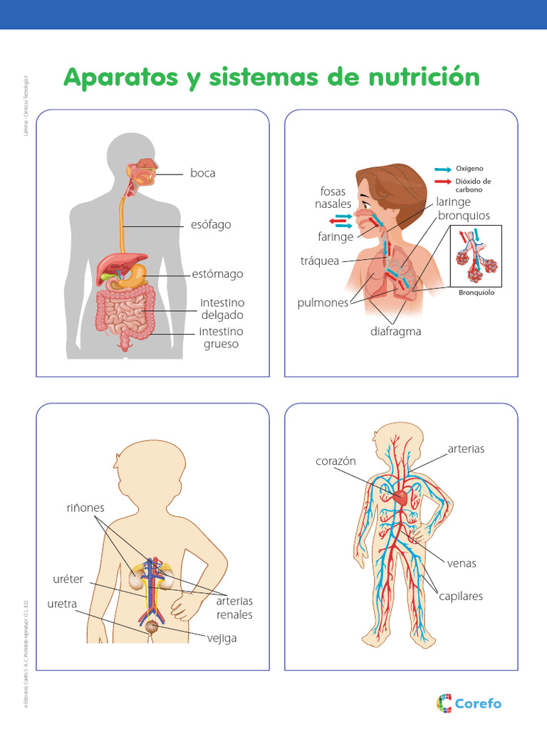 Lámina - Aparatos y Sistema de Nutrición | PDF | Riñón | Pulmón