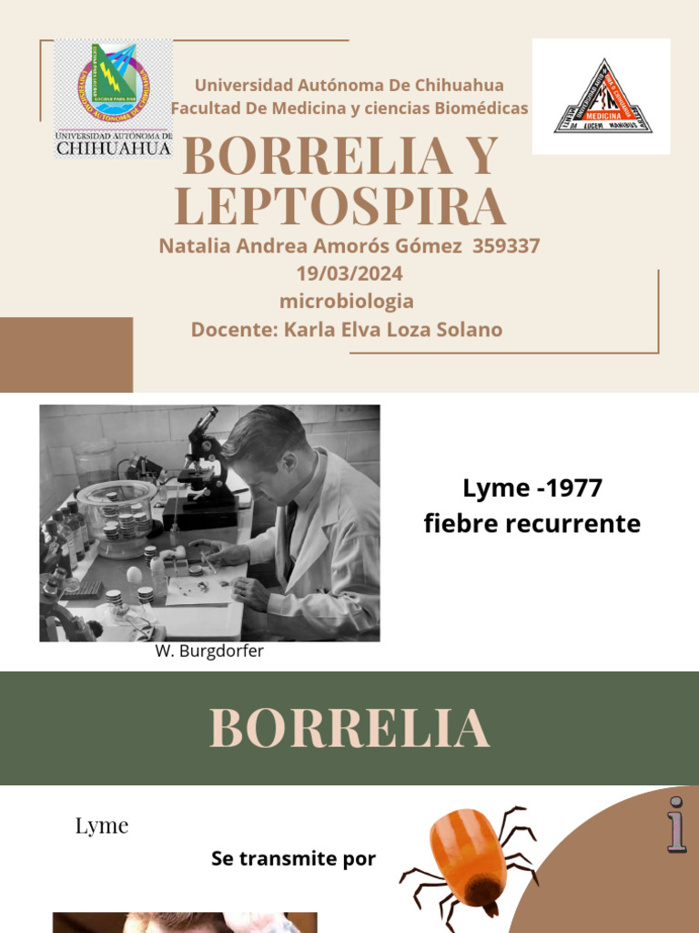 Borrelia y Leptospira-Comprimido | PDF | Enfermedad de Lyme | Ciencias de la Salud