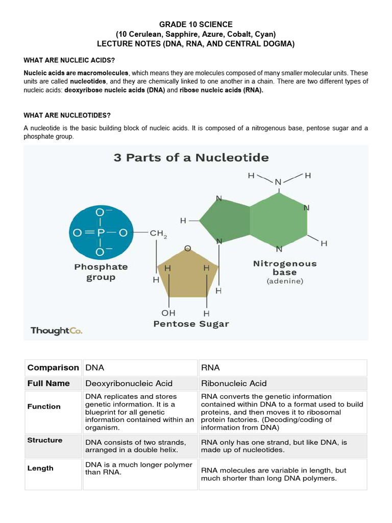 Lecture Notes Dna and Cental Dogma 1 | PDF | Nucleic Acids | Rna