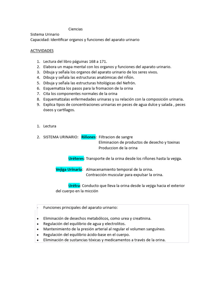 Funciones y Estructura del Sistema Urinario | PDF | Sistema urinario ...