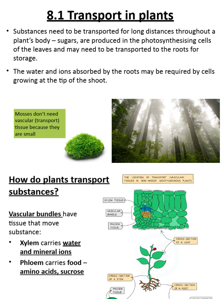 Plant Transport System Overview | PDF | Leaf | Plant Stem