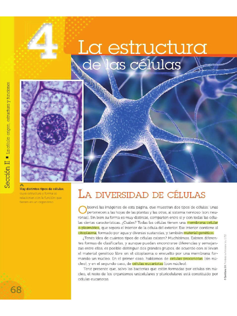 TP 4 - La Estructura de Las Celulas | PDF