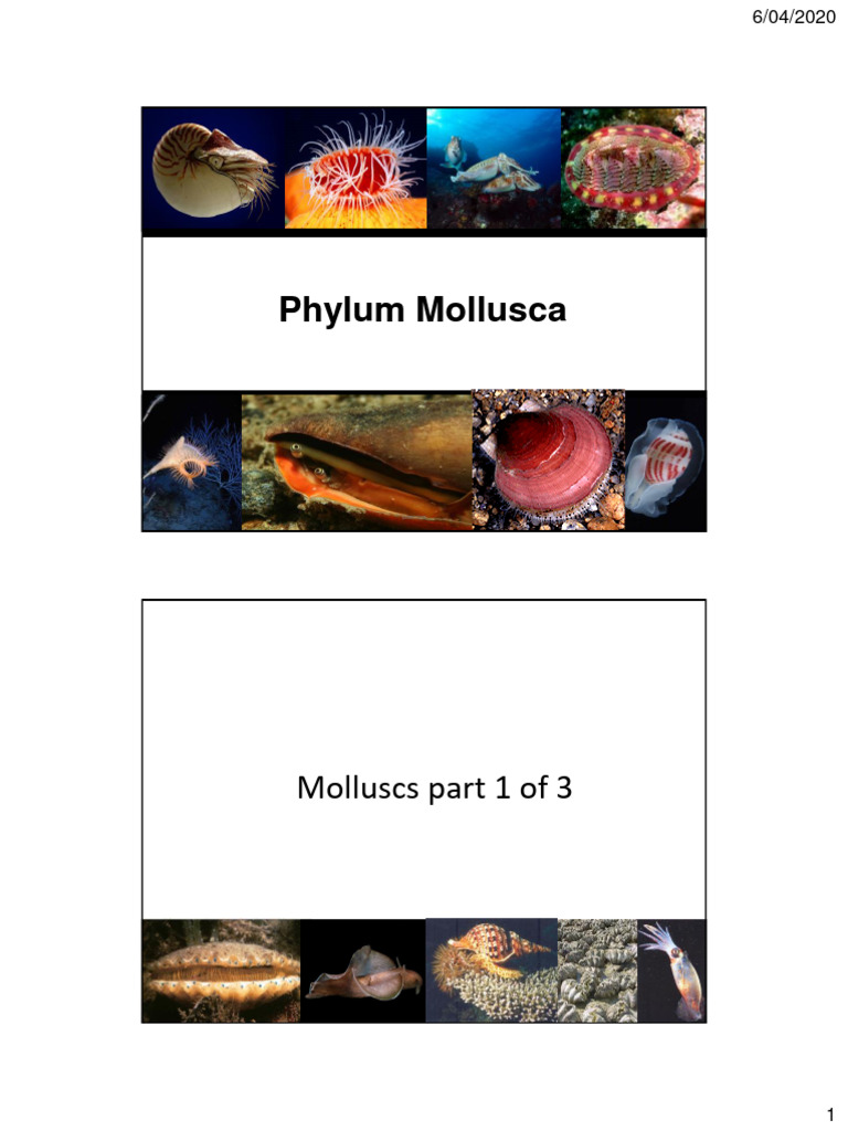 Molluscs bs1007 | PDF | Mollusca | Bivalvia
