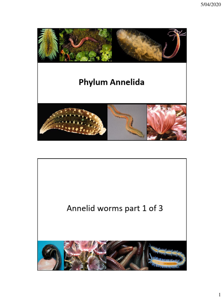 Annelids | Download Free PDF | Zoology