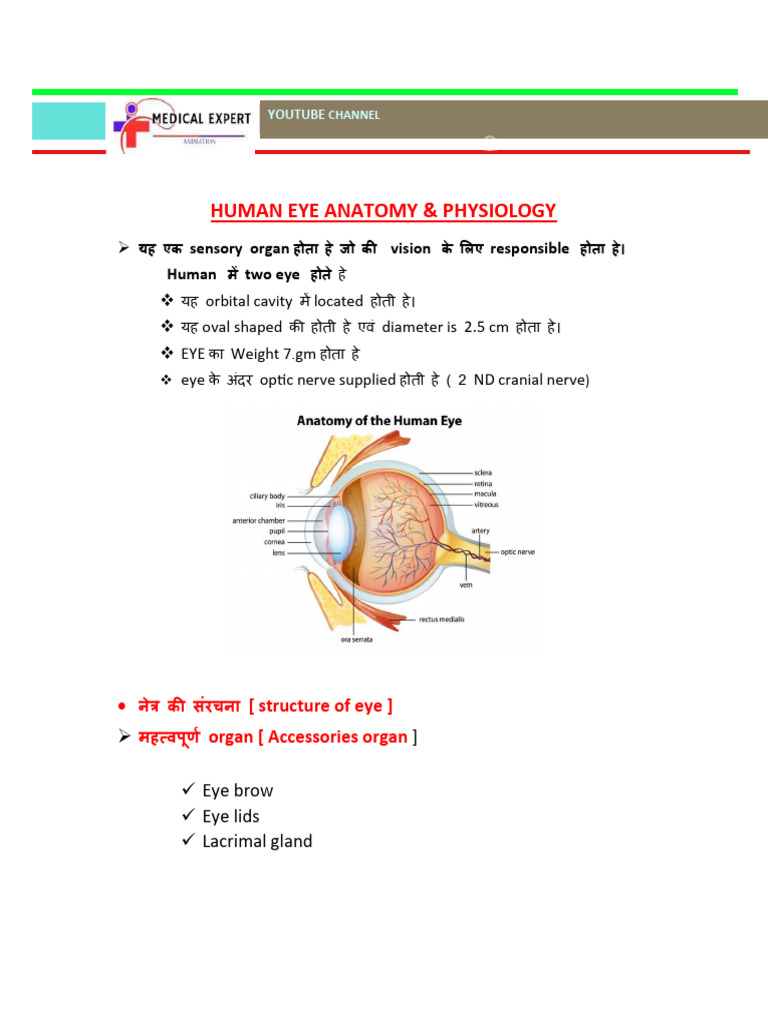 Anatomy and Physiology Eye | PDF