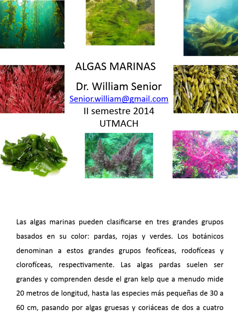 Algas Marinas: Uso y Cultivo | PDF | Algas | Biocombustible