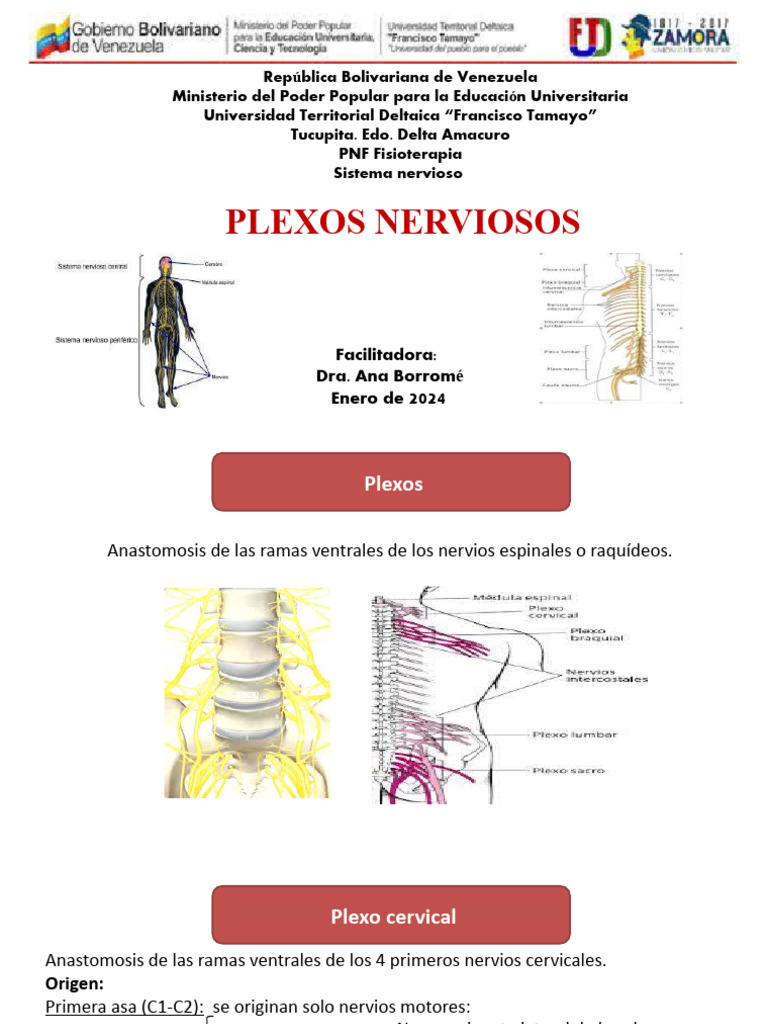 Anatomía y Función de los Plexos Nerviosos | PDF | Anatomía del miembro inferior | Anatomía