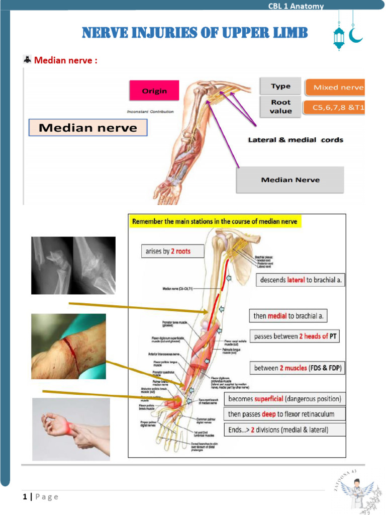 Nerve Injuries Of Upper Limb Pdf Cbl Pdf Anatomical Terms Of
