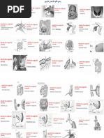 Mbsimp Scale | PDF | Human Throat | Primate Anatomy