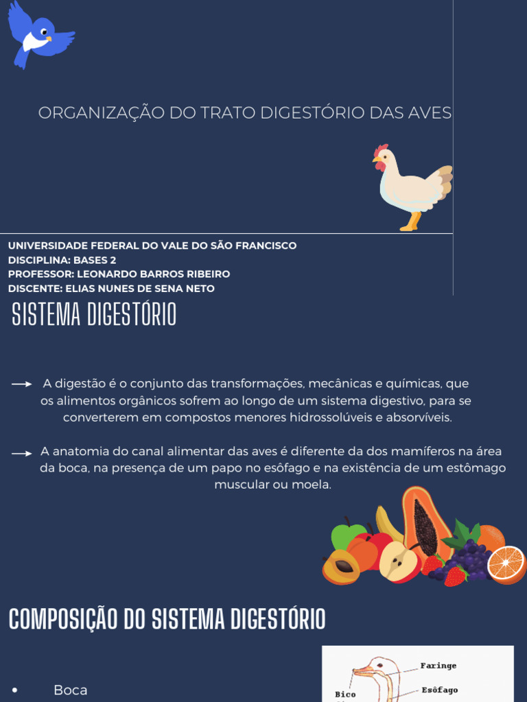Sistema Digestório de Aves | PDF | Sistema digestivo humano | Esôfago