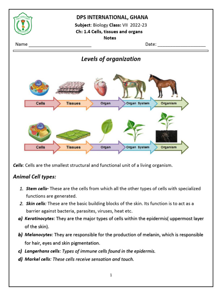 Grade 7 14 Cellstissues and Organs 231024 092354 | PDF | Human Body ...