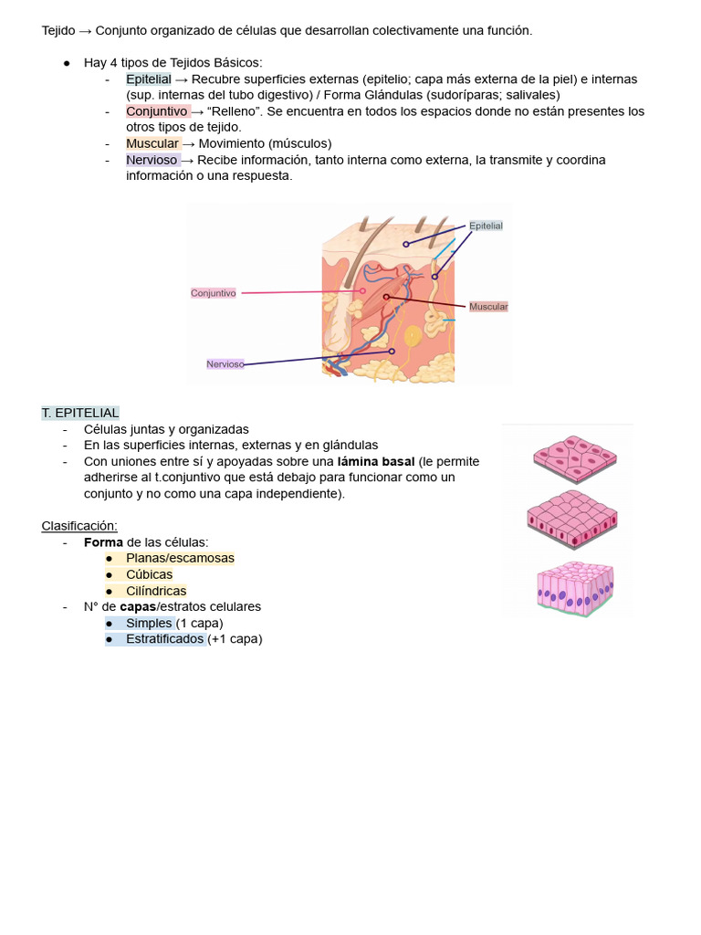 Tejidos Basicos | PDF | Epitelio | La matriz extracelular