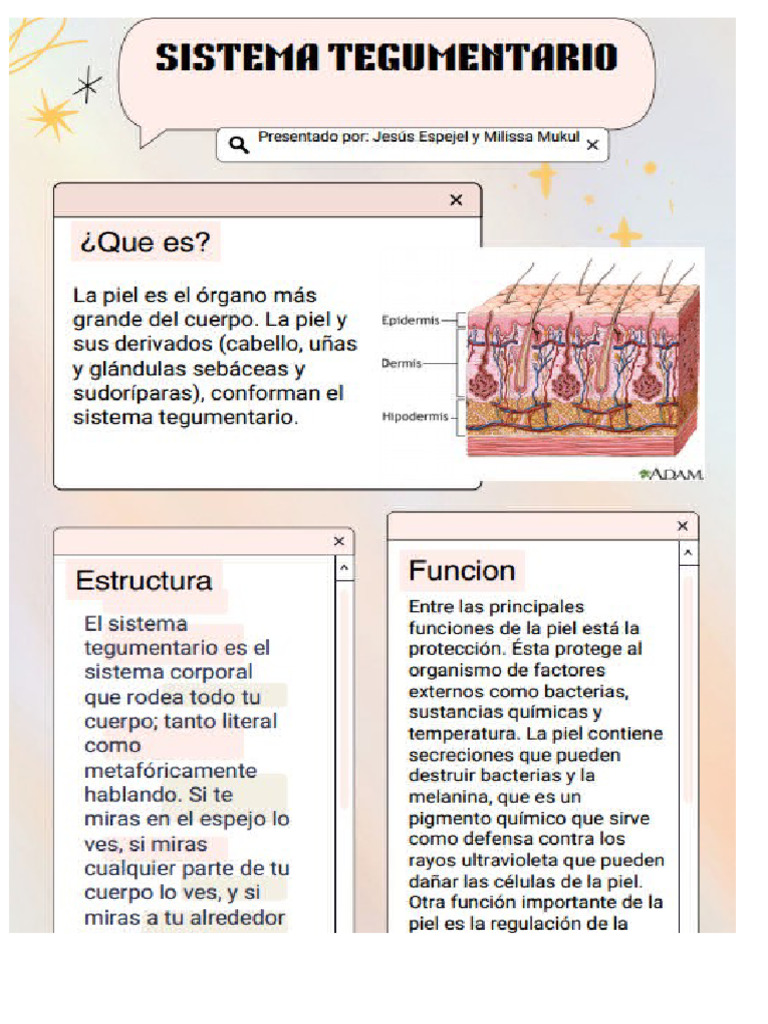 Sistema Tegumentario | PDF