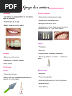 Anatomia dos Caninos Dentais | PDF | Dente | Rosto