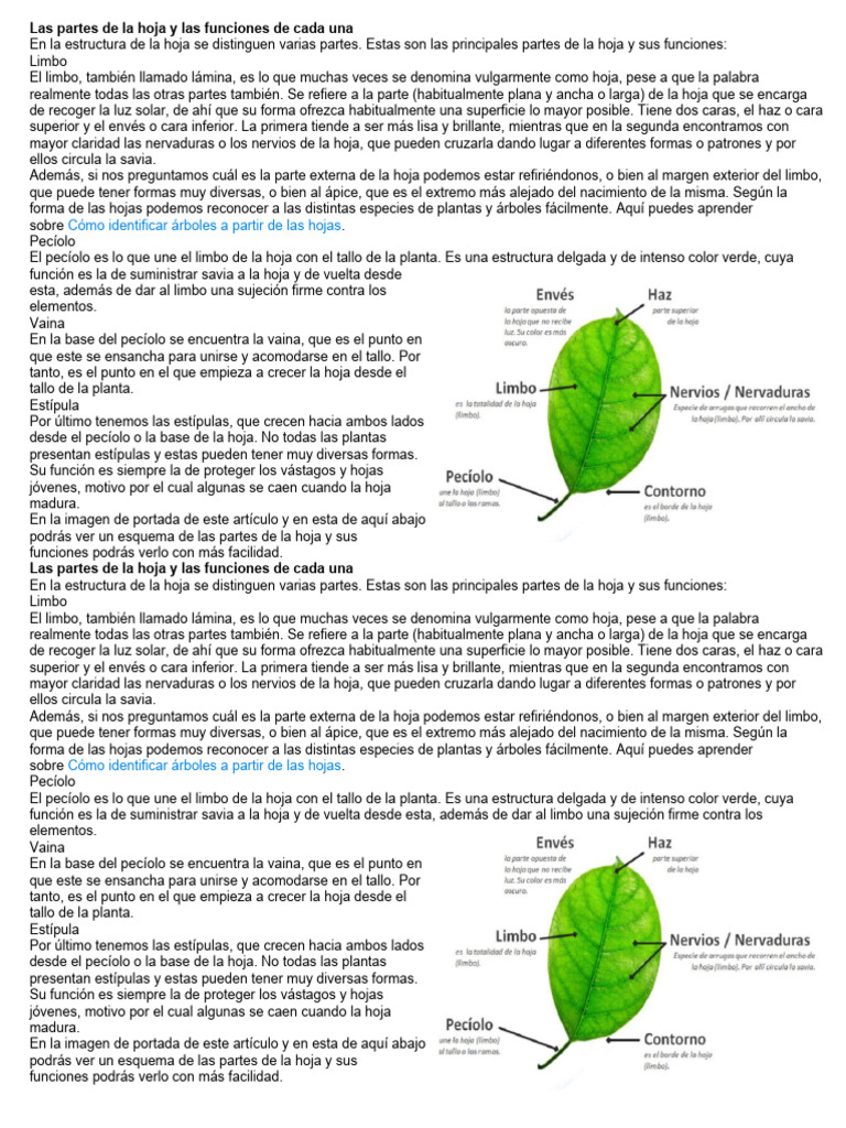 Las partes de la hoja y las funciones de cada una | PDF | Hoja | Tallo ...
