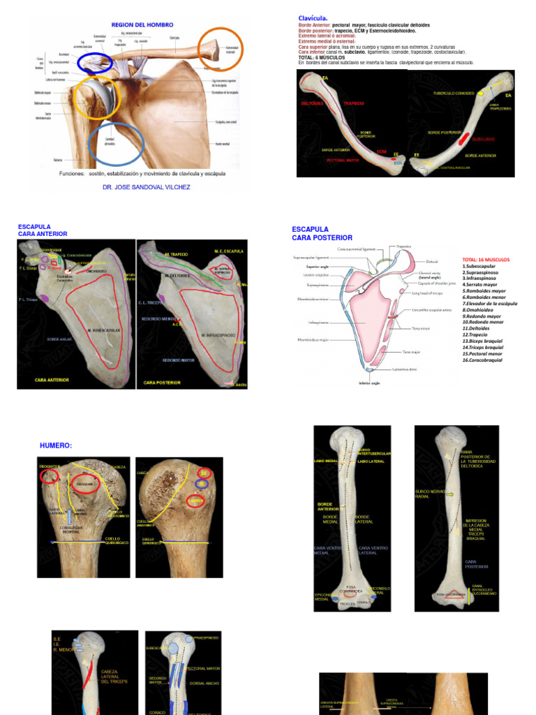 Regiones Del Hombro - Deltoidea, Escapular y Pectoral | PDF | Anatomía ...