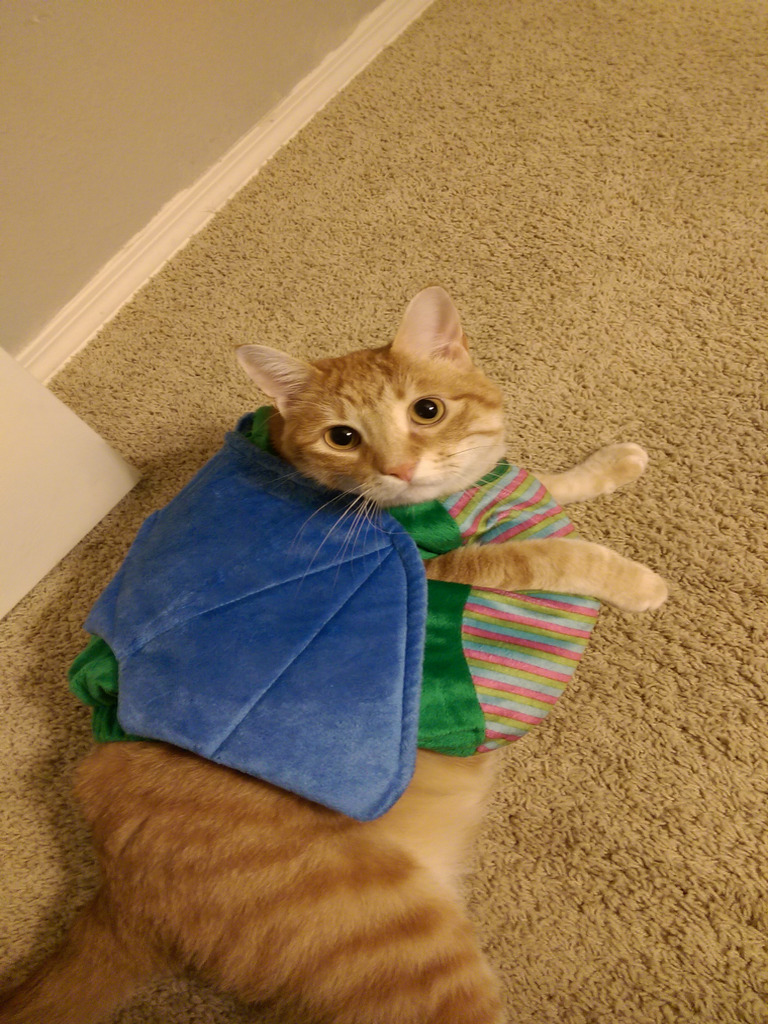 Cat Dragon | PDF