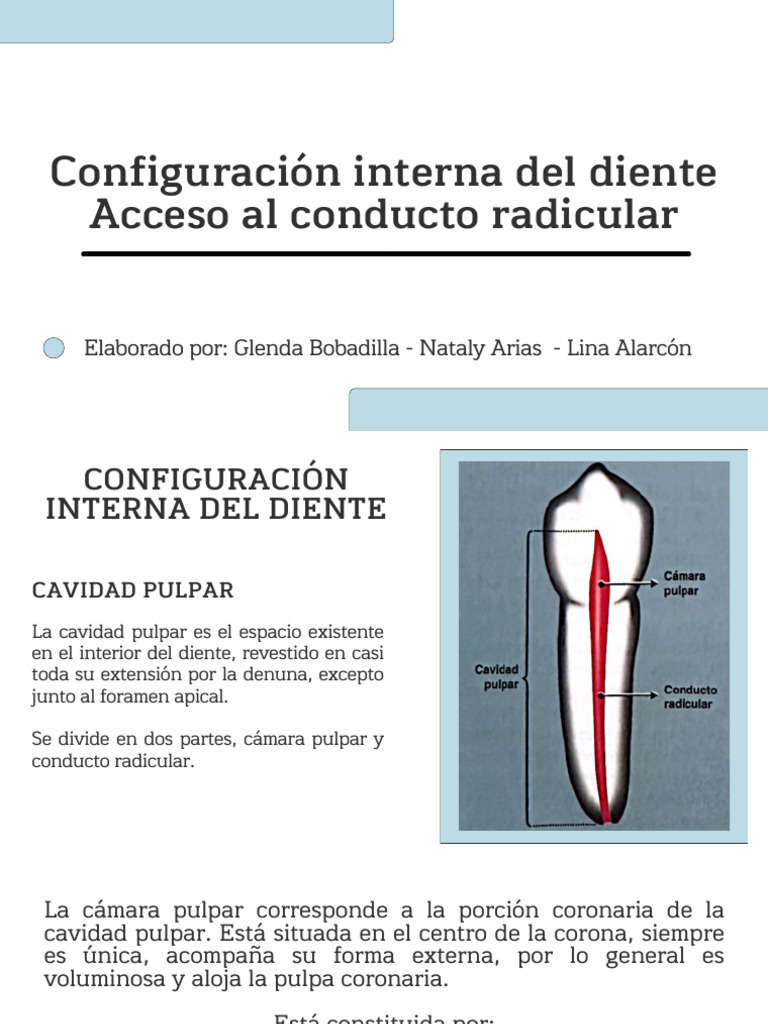 Configuración Interna Del Diente y Acceso Al Conducto Radicular | Descargar gratis PDF | Ramas ...