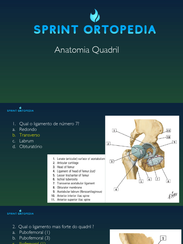 Anatomia Quadril | PDF | Quadril | Anatomia