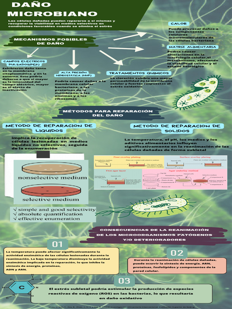 Infografia de Daño Microbiano | Descargar gratis PDF | Biología Celular) | Las bacterias