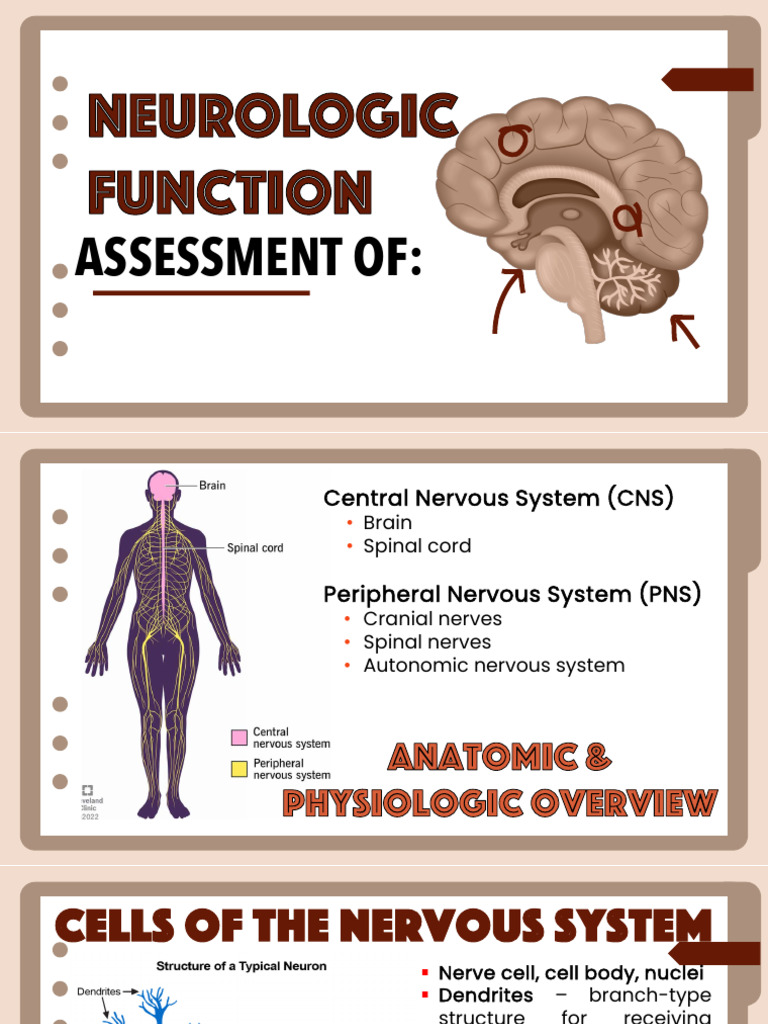 Assessment of Neurologic Functions | PDF | Neuron | Axon