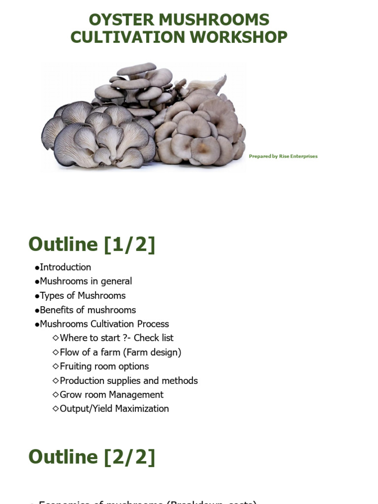 Oysters Mushrooms Workshop 2024 | PDF | Fungus | Edible Mushroom