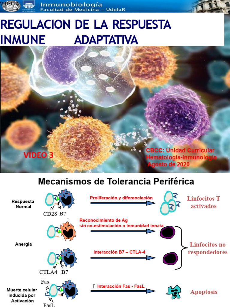 RegulaciónRI Video3 2021 | PDF | Célula T | Interleucina 2