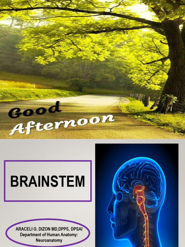 16-Brainstem - Agdmd Oct 2022 | PDF | Brainstem | Cerebellum