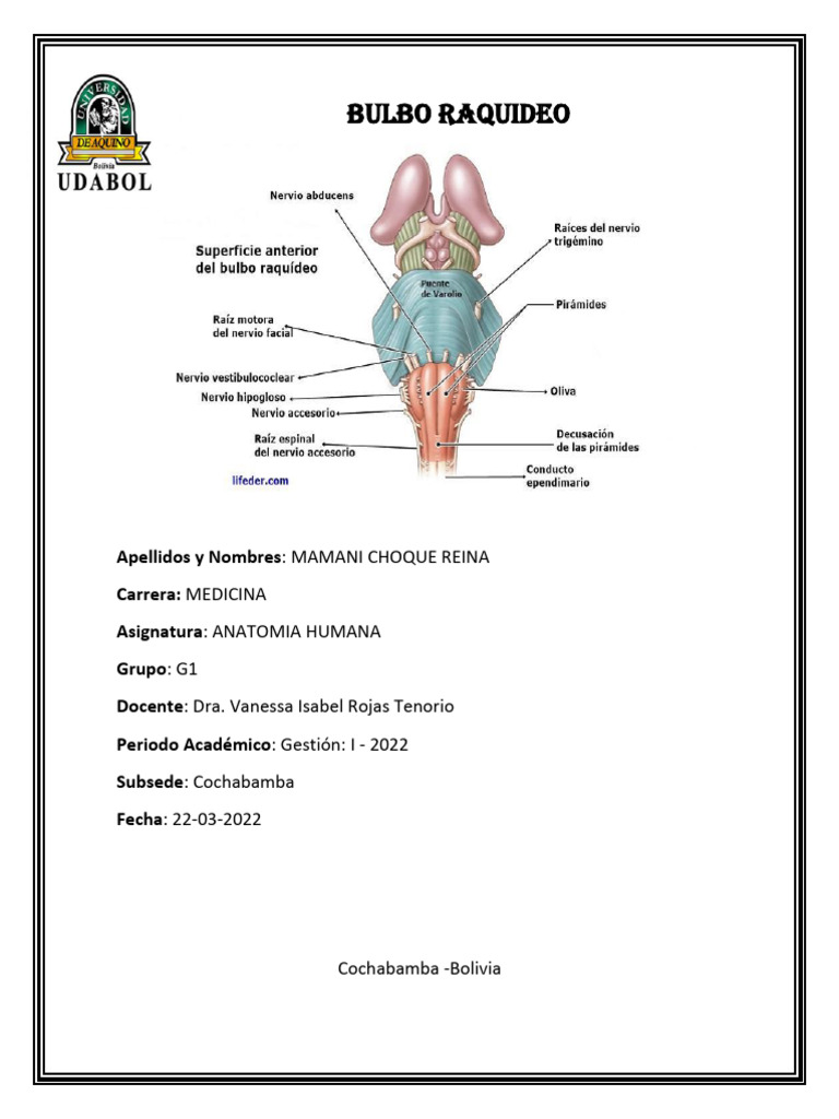 Bulbo Raquideo | PDF | Sistema nervioso | Anatomía humana