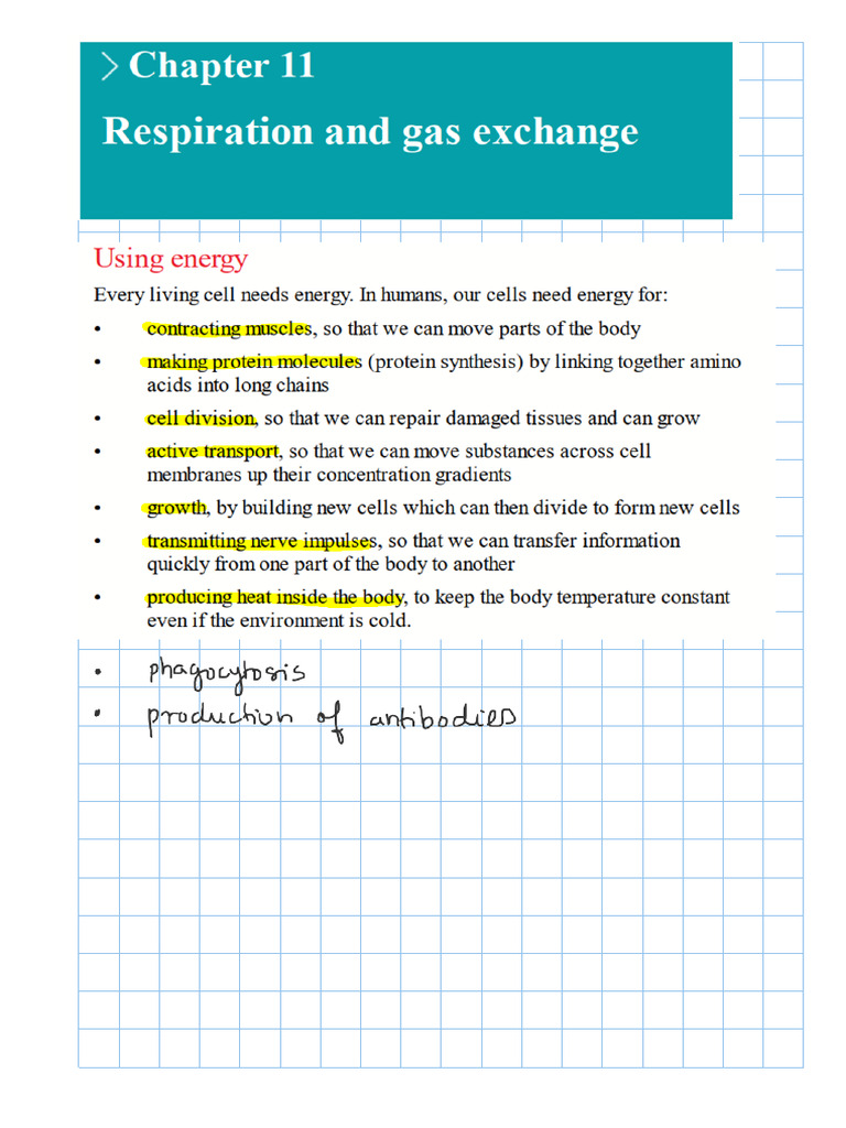 0313WE Respiration and Gas Exchange | PDF