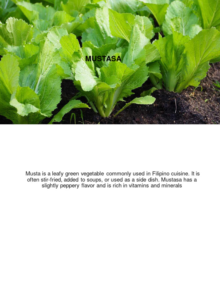 Mustasa Report | Download Free PDF | Pest (Organism) | Compost
