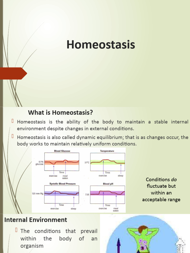 Homeostasis | PDF | Homeostasis | Physiology