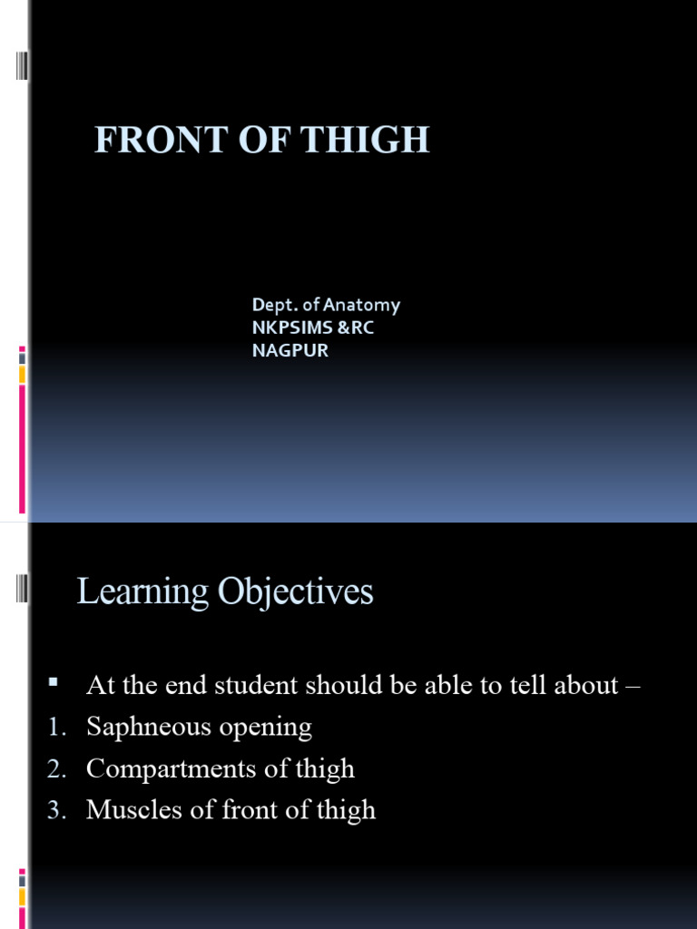 31 Front of Thigh | PDF | Human Leg | Limbs (Anatomy)
