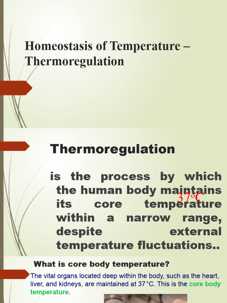 Homeostasis T | Download Free PDF | Thermoregulation | Skin