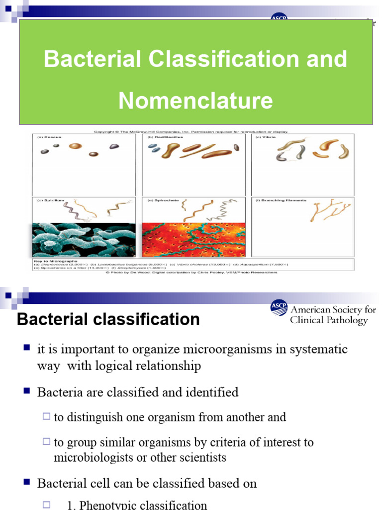 Bacterial Classification Guide | PDF | Cell (Biology) | Gram Negative ...