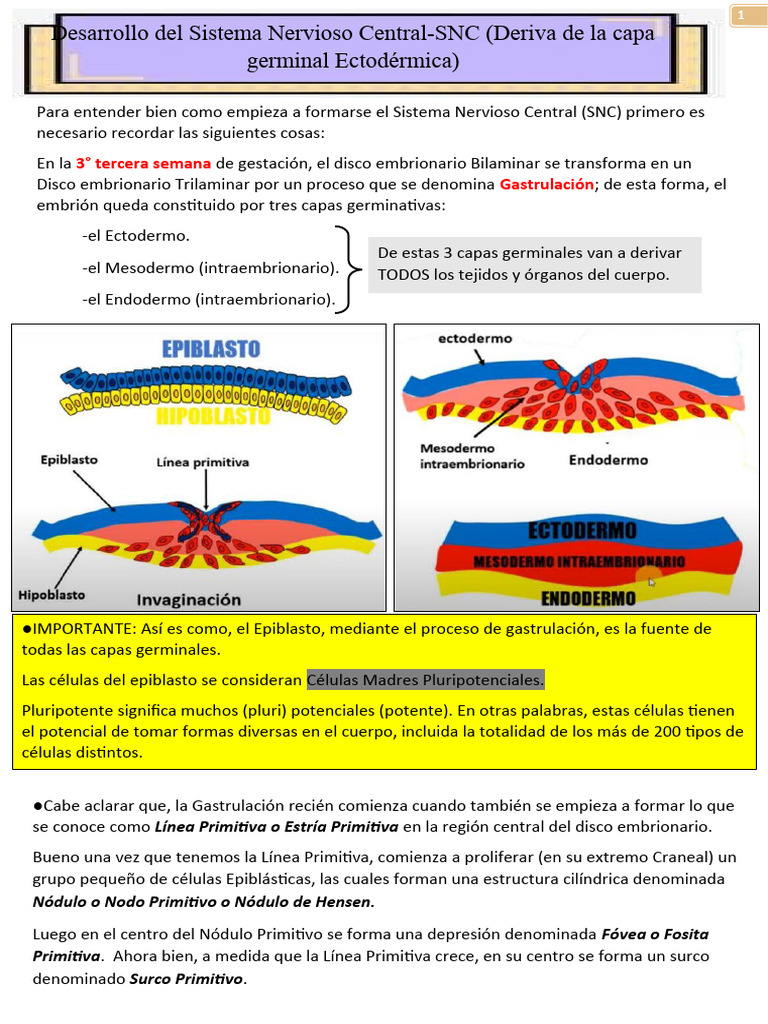 1)Desarrollo Del Sistema Nervioso Central (SNC) | PDF | Cerebro | Sistema nervioso