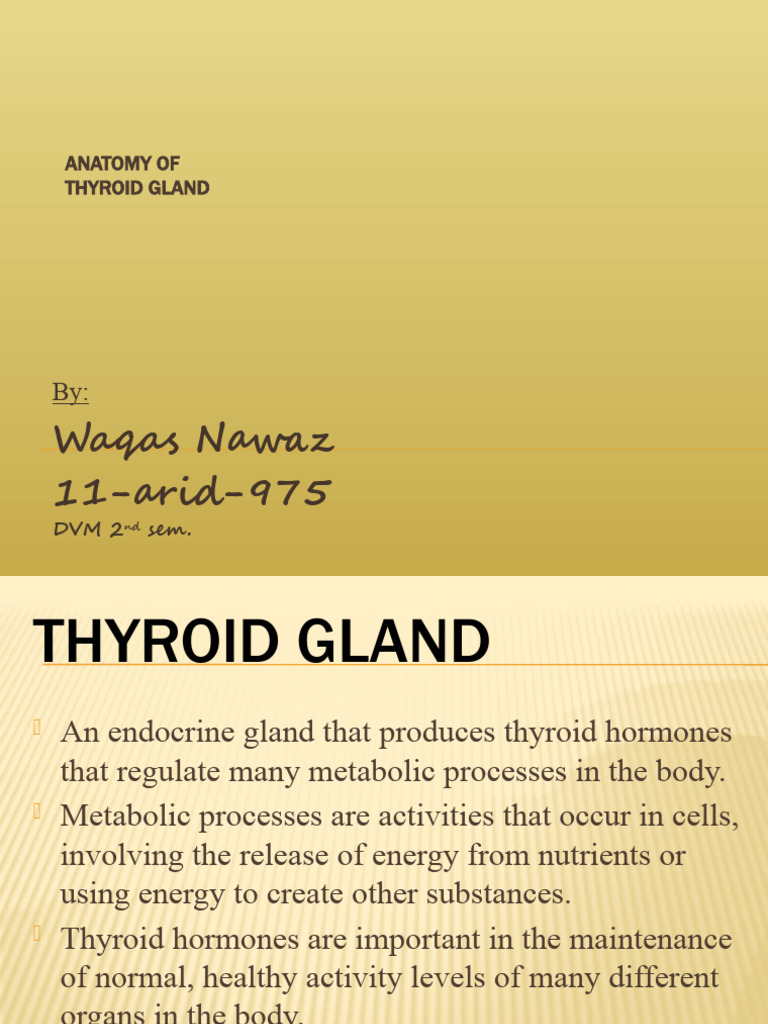 Thyroid Gland Anatomy Overview | PDF | Thyroid | Physiology