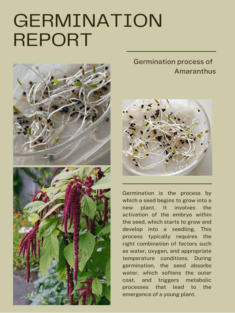 Germination Report - Anu | PDF