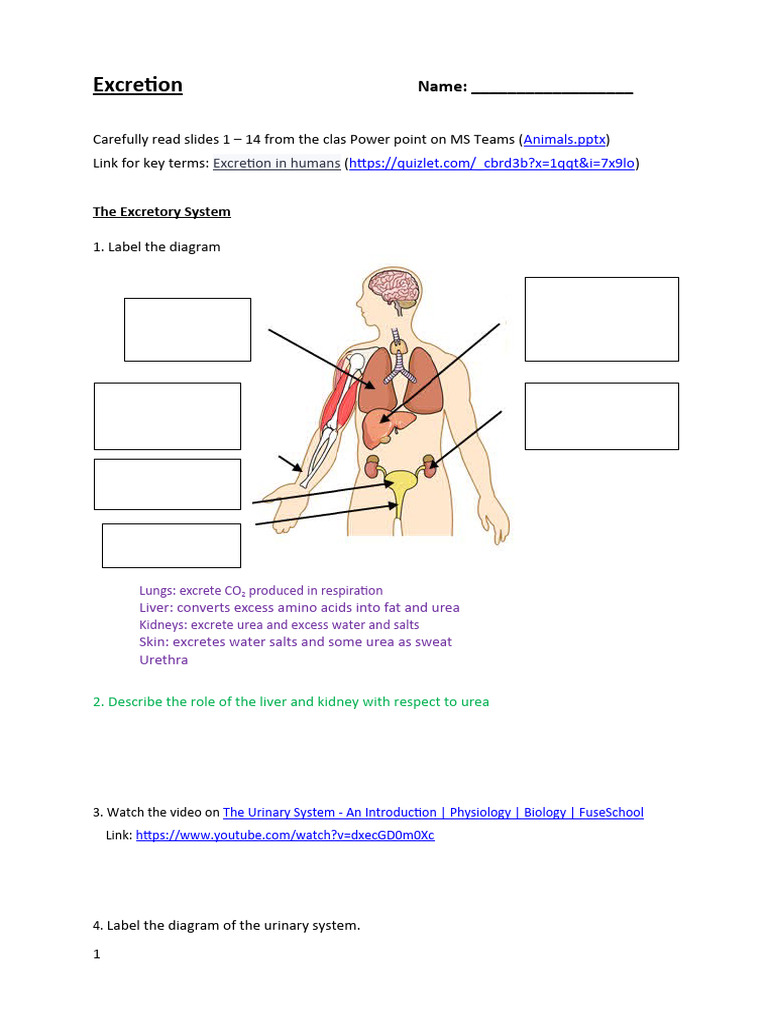 Excretion worksheet (1) | PDF | Kidney | Urinary System