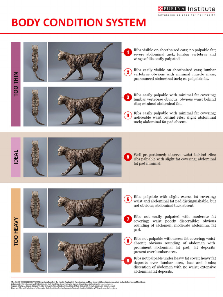 Body Condition System Cat | PDF