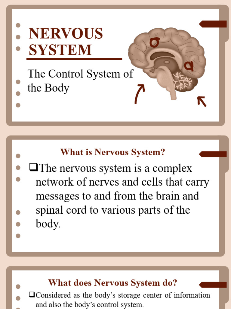 Nervous System and Coordination of Nervous and Endocrine System To Achieve Homeostasis | PDF ...