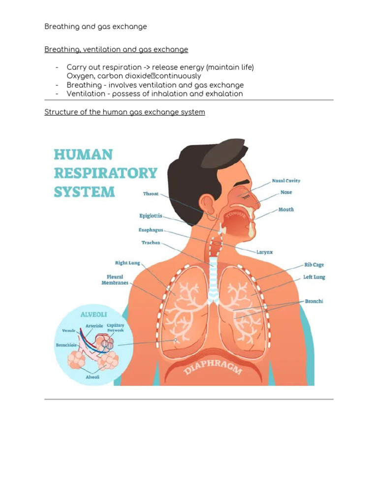 Breathing, Ventilation and Gas Exchange | Download Free PDF | Breathing ...